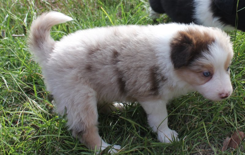 "Arajoel" Border Collies - Gallery 7